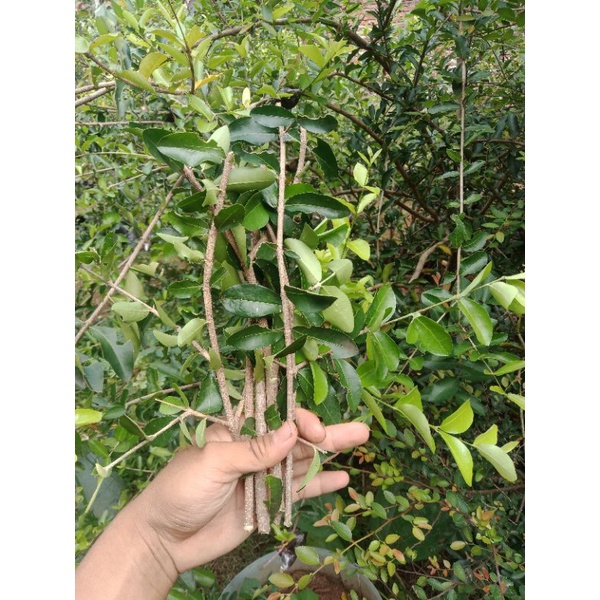 Jual Sianci Masambahan Bonsai Bahan Stek Shopee Indonesia