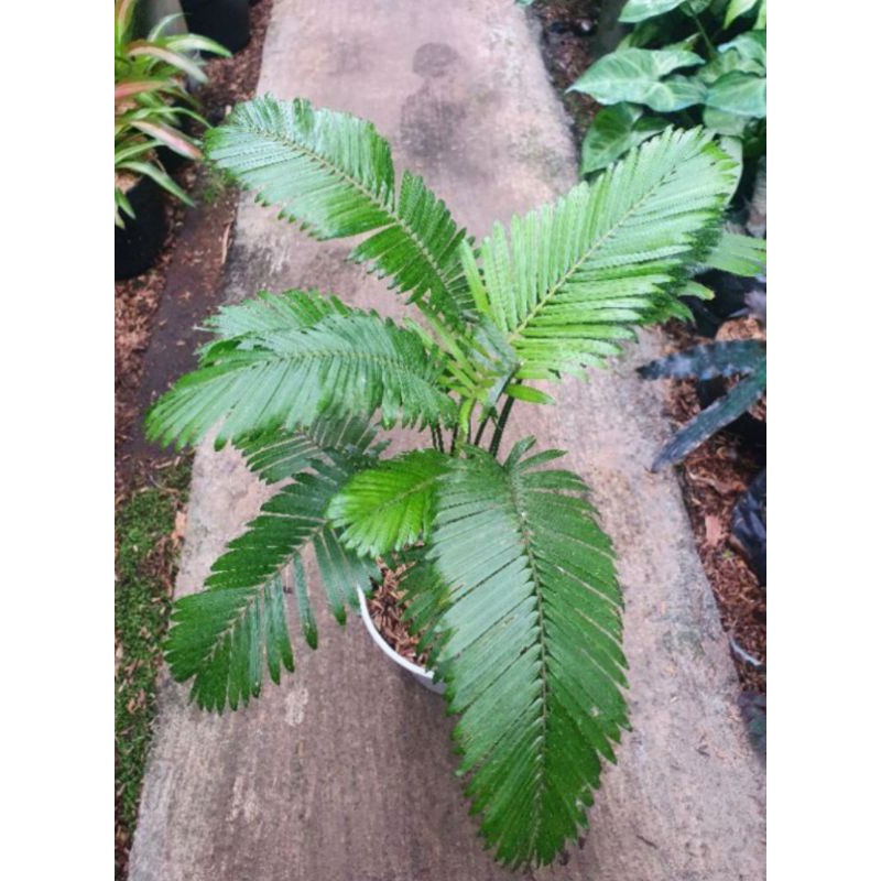 Jual Tanaman hias Palem rotan - Palem mini - rotan hias - jernang hias ...