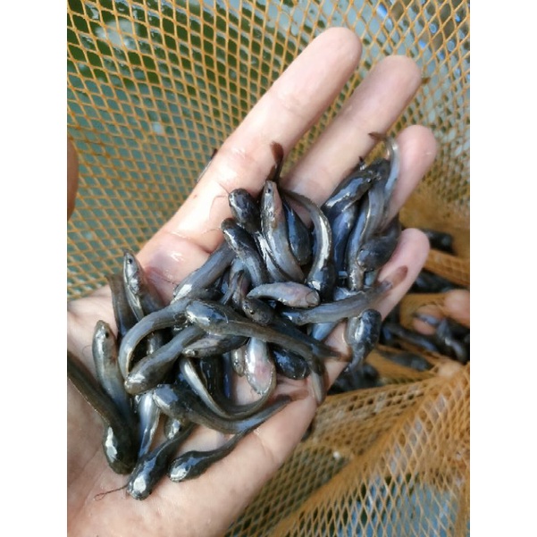 Jual benih lele ukuran 3-4 cm | Shopee Indonesia