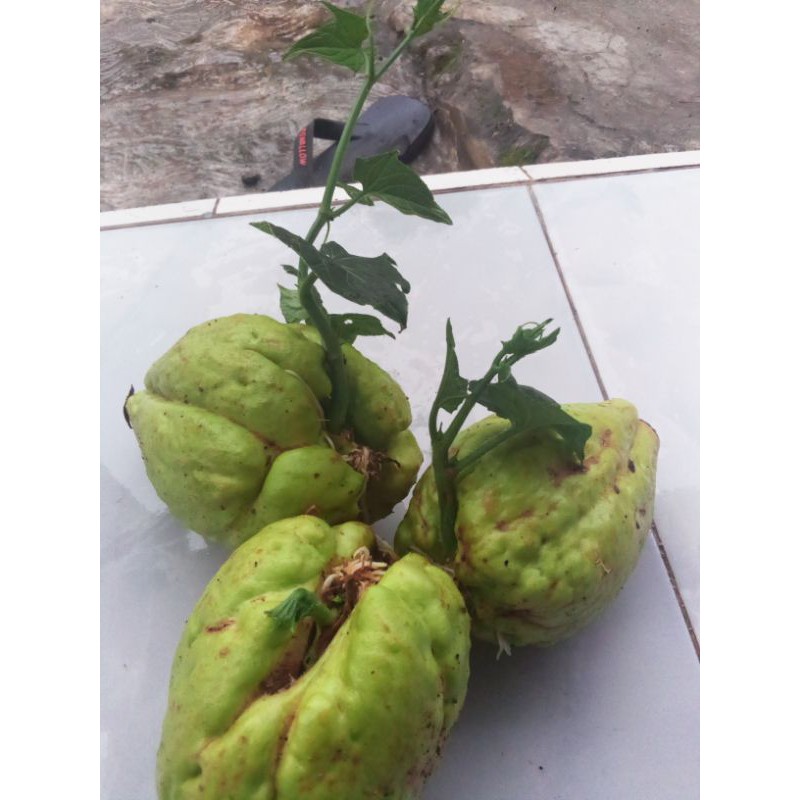 Jual Bibit Buah Labu Siam Siap Tanam | Shopee Indonesia