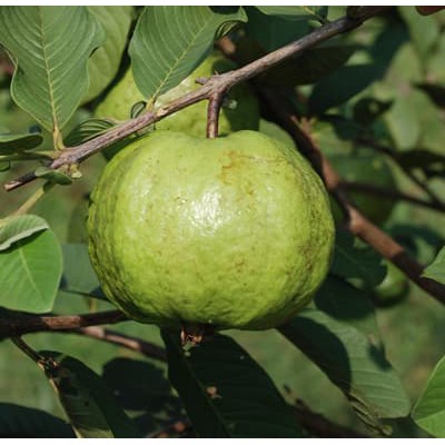 Jual biji Benih buah jambu putih lokal 25 biji | Shopee Indonesia