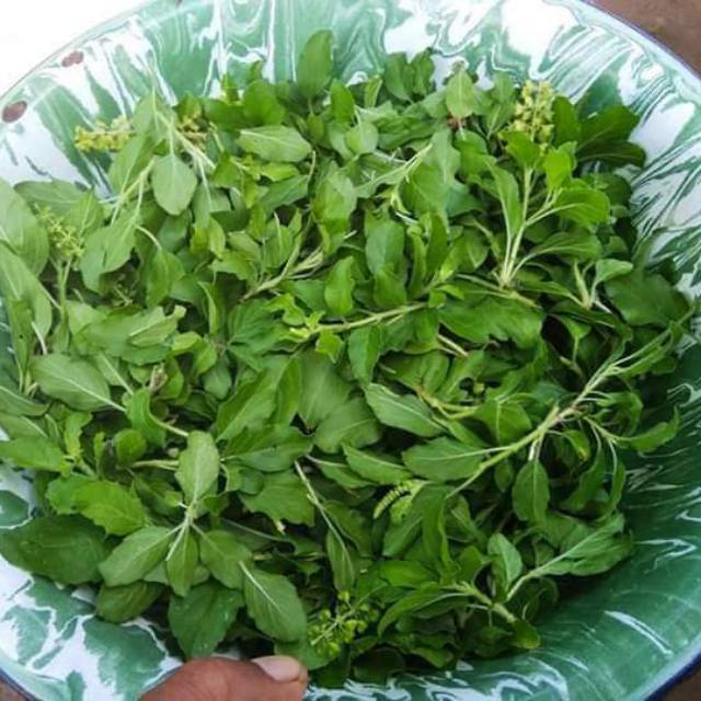 Jual daun tulsi Harga Terbaik & Termurah Oktober 2023 | Shopee Indonesia