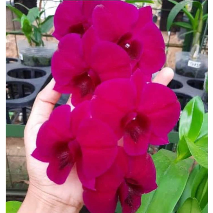 Jual Dendrobium Red Bunga Besar | Shopee Indonesia