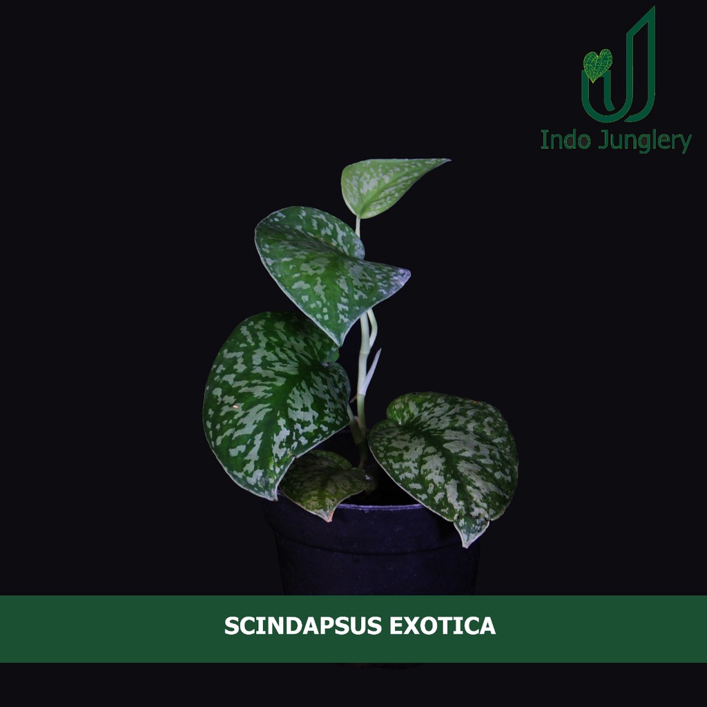 Jual Tanaman Hias / Paludarium / Terrarium / Vivarium - SCINDAPSUS ...
