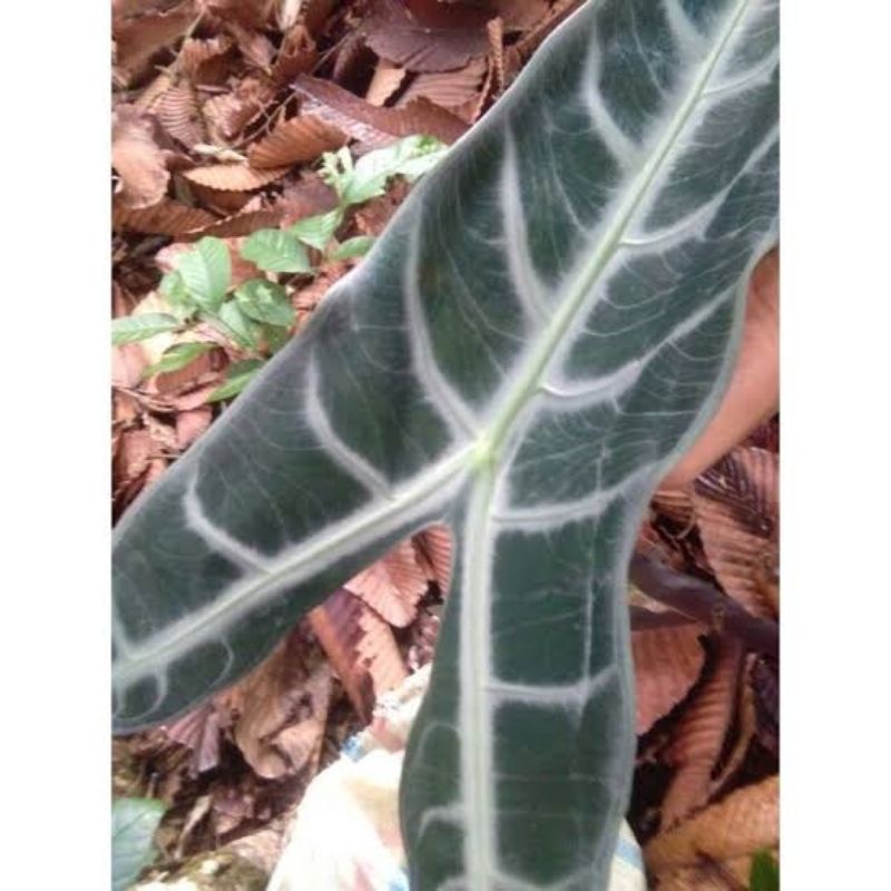 Jual alocasia Longiloba daun tebal | Shopee Indonesia