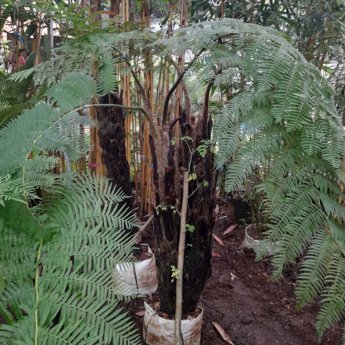 Jual Pakis Monyet - Pohon pakis hutan | Shopee Indonesia