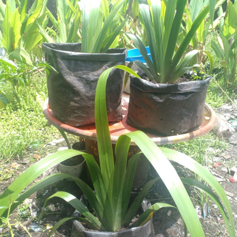 Jual jeringau umbi merah (paket 3 jeringau dewasa bonus 1 anakan di ...