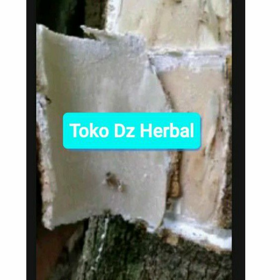 Jual Kulit pohon lame pohon pule atau pulay segar 500 gram | Shopee ...