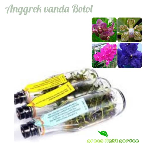 Jual Bibit anggrek vanda botol kultur jaringan | Shopee Indonesia