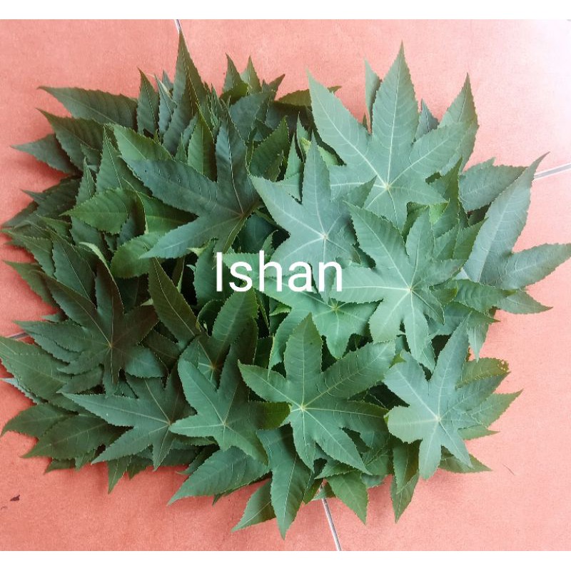 Jual Daun jarak kepyar untuk ecoprint | Shopee Indonesia