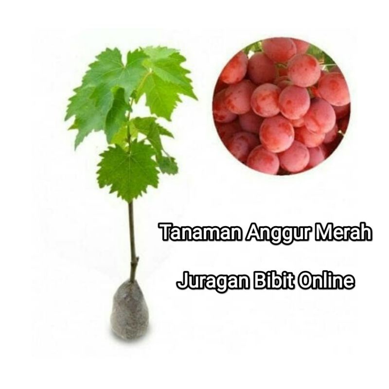 Jual TANAMAN ANGGUR JENIS CAROLINE BLACK ROSE | Shopee Indonesia