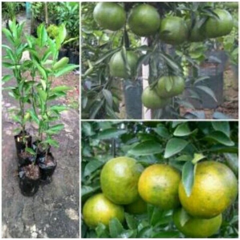 Jual bibit jeruk bw lampung jeruk bw manis segar bibit hasil okulasi ...