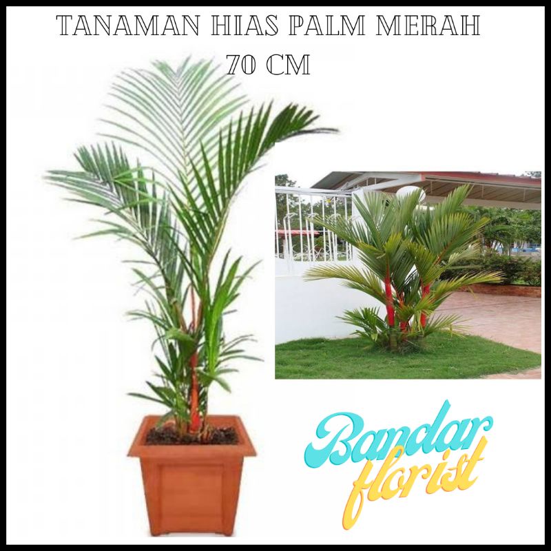Jual Palem Merah - Tanaman hias palm Merah 1 meter | Shopee Indonesia
