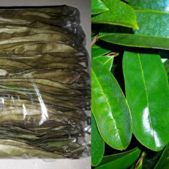 Jual Daun sirsak kering/basah(segar) 100 lembar termurah obat kista ...