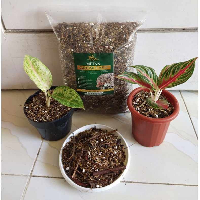 Jual Metan Media Tanam Grow Fast TERBUKTI METAN AGLONEMA POROUS ( METAN ...