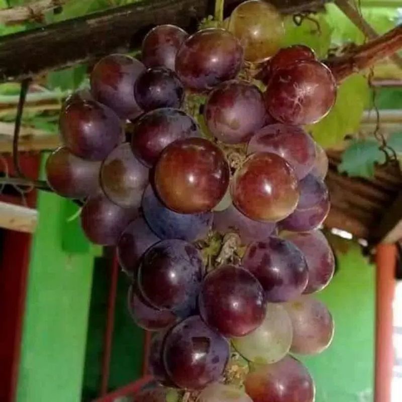 Jual Anggur Caroline (Anggur Merah Lokal) | Shopee Indonesia