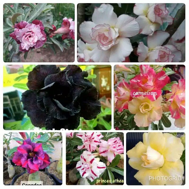 Jual paket 7 adenium tripel color | Shopee Indonesia