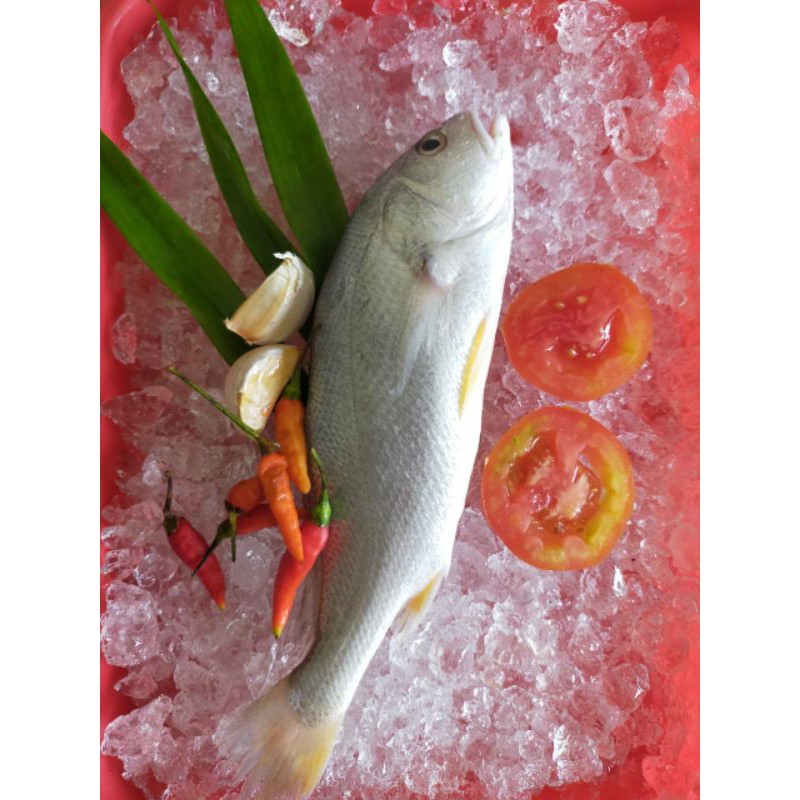 Jual IKAN SAMGE FROZEN UKURAN 6-7 EKOR PER KG | Shopee Indonesia