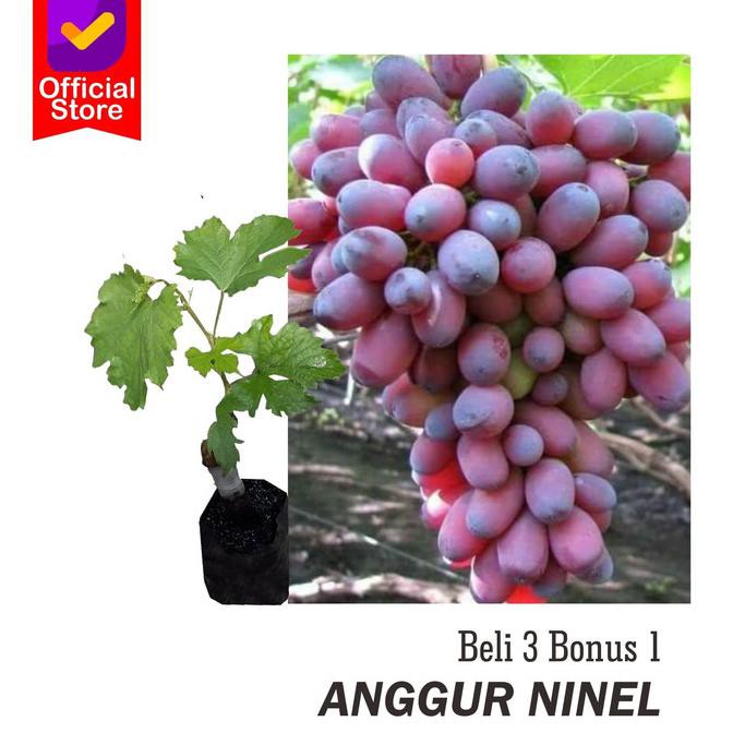 Jual OBRALLAN Bibit tanaman buah anggur ninel / anggur import ninel ...