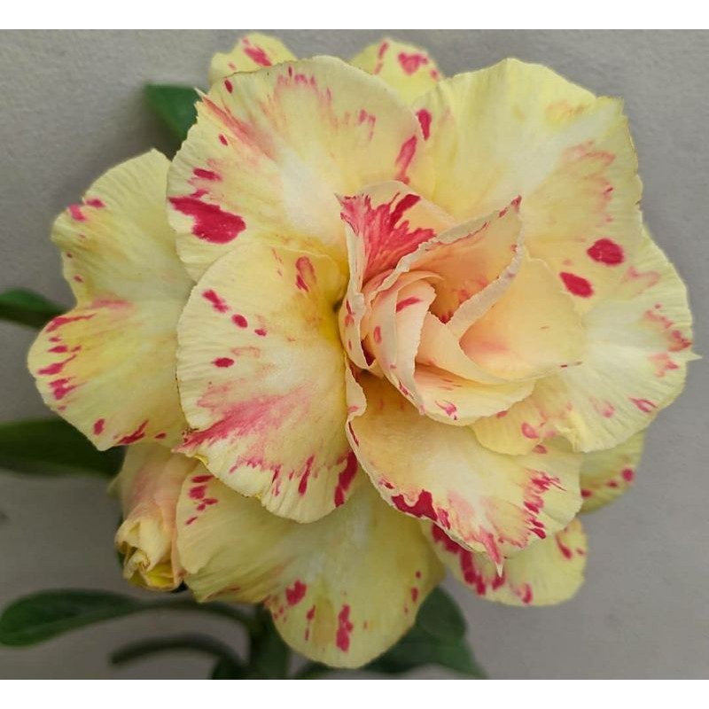 Jual Adenium bunga tumpuk batik kuning | Shopee Indonesia