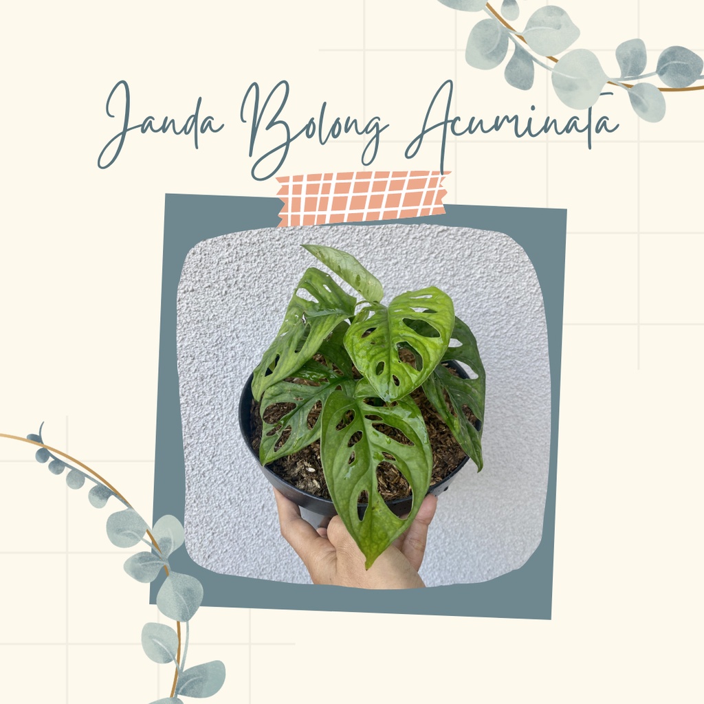 Jual Janda Bolong Acuminata Tanaman Hias Janda Bolong Acuminata Janda ...