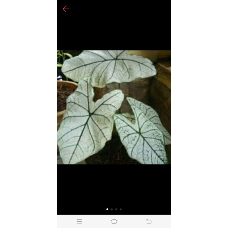 Jual Bonggol bunga keladi/merah/pink/puti/tricolour | Shopee Indonesia