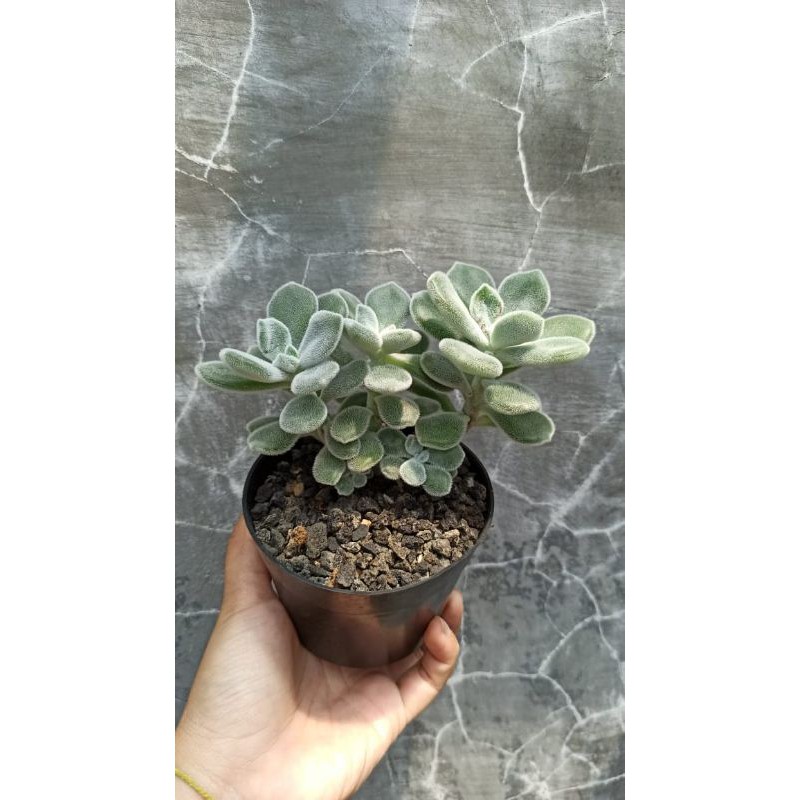 Jual Paket Dhanti | Shopee Indonesia