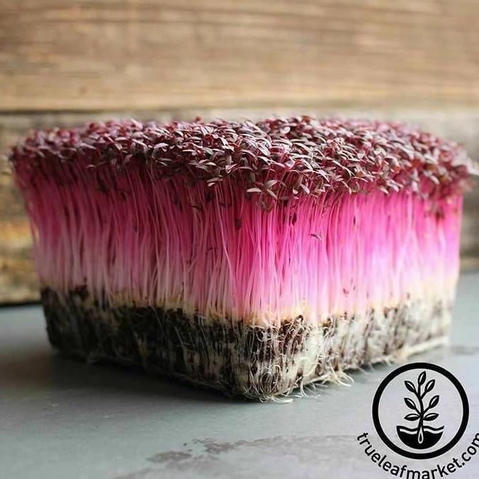 Jual Benih Sayur Microgreen Red Amaranth - Bayam Merah ( 500 grm ...