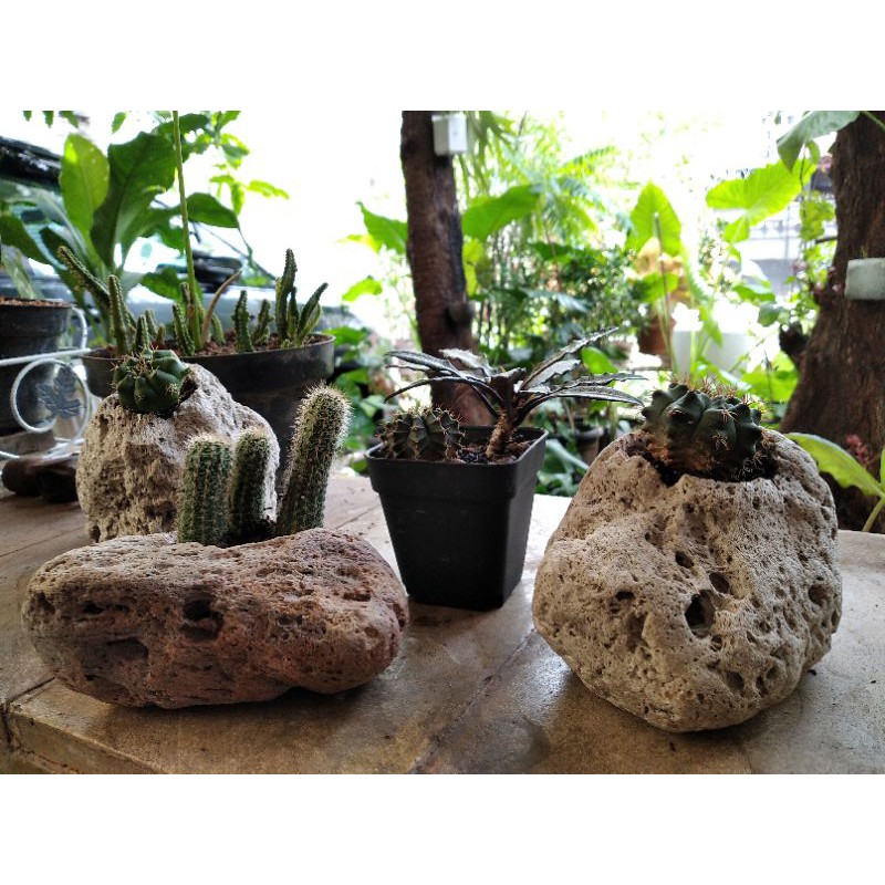 Jual Pot batu apung/batu alam mini stone pot tjakep.id | Shopee Indonesia
