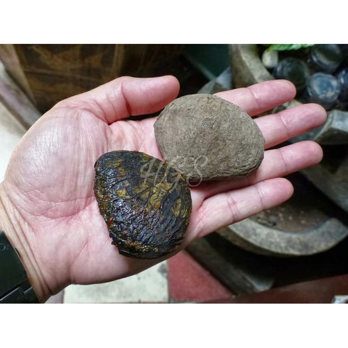 Jual Pnp Bibit Tanaman Buah Kluwek Kepayang Picung | Shopee Indonesia