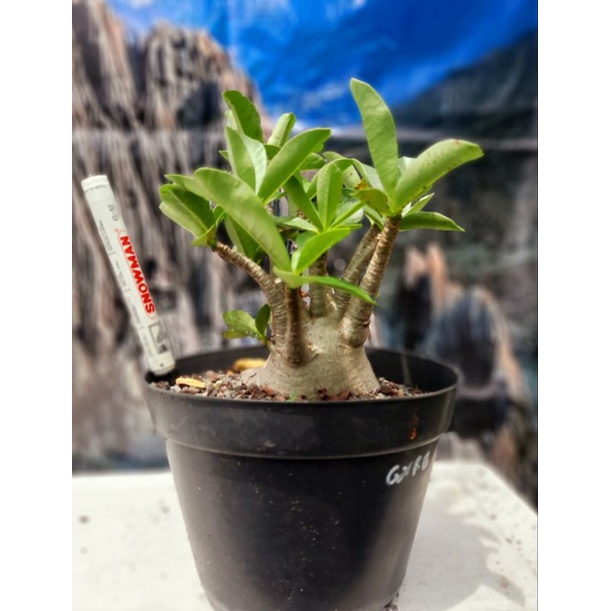 Jual Adenium Godji x RB (Red Bracelet) | Shopee Indonesia