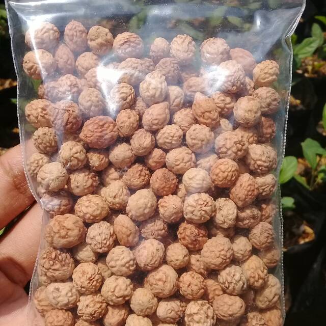 Jual BENIH BIJI BIBIT BIDARA ARAB CANGKANG 100biji | Shopee Indonesia