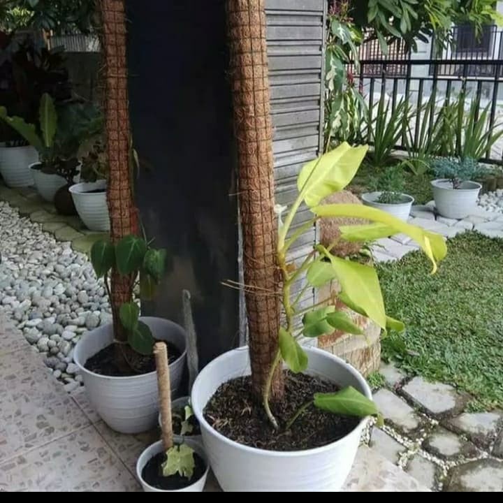 Jual Rambatan/ Turus Penyangga Tanaman Rambat Panjang 75cm | Shopee ...