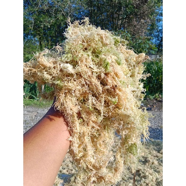 Jual Spagnum moss/Moss putih 1kg | Shopee Indonesia