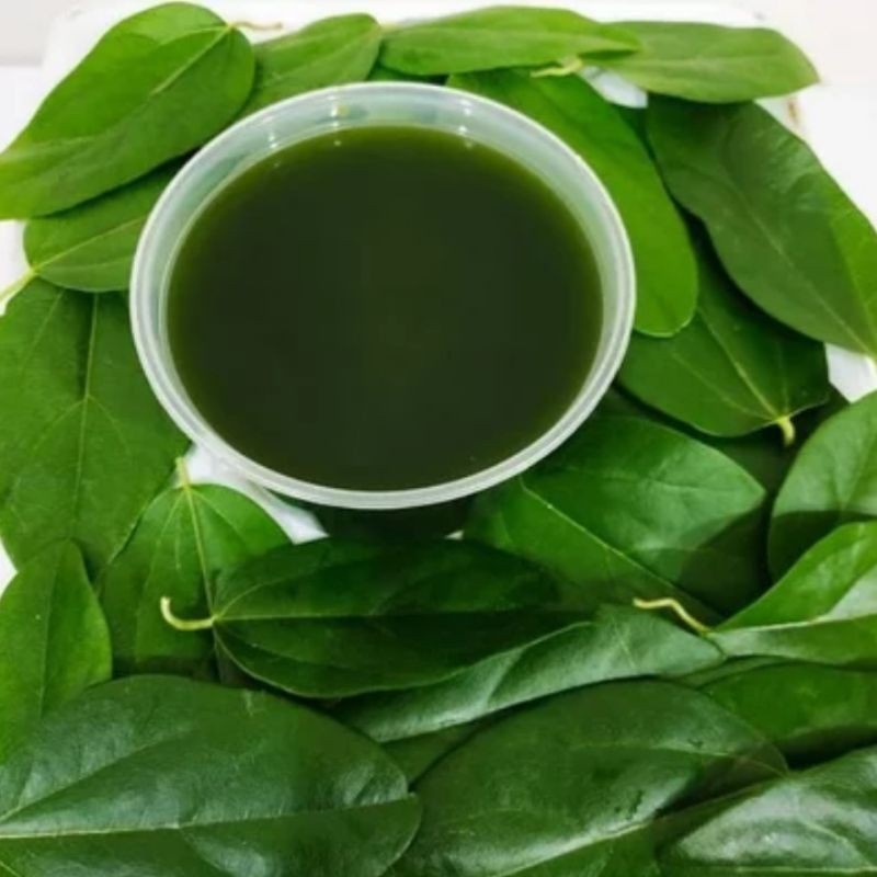 Jual Daun Cincau Perdu / Cincau Hijau Segar ( 100% Organik) | Shopee ...