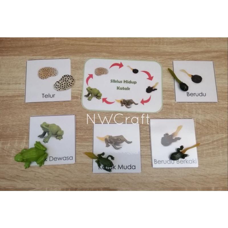 Jual [NWCraft] Mainan Edukasi Life Cycle Siklus Hidup Tumbuhan Katak ...