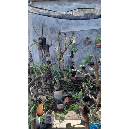 Jual DENDROBIUM DEWASA SUPERBIEN SUPERBIN PINK MURAH | Shopee Indonesia