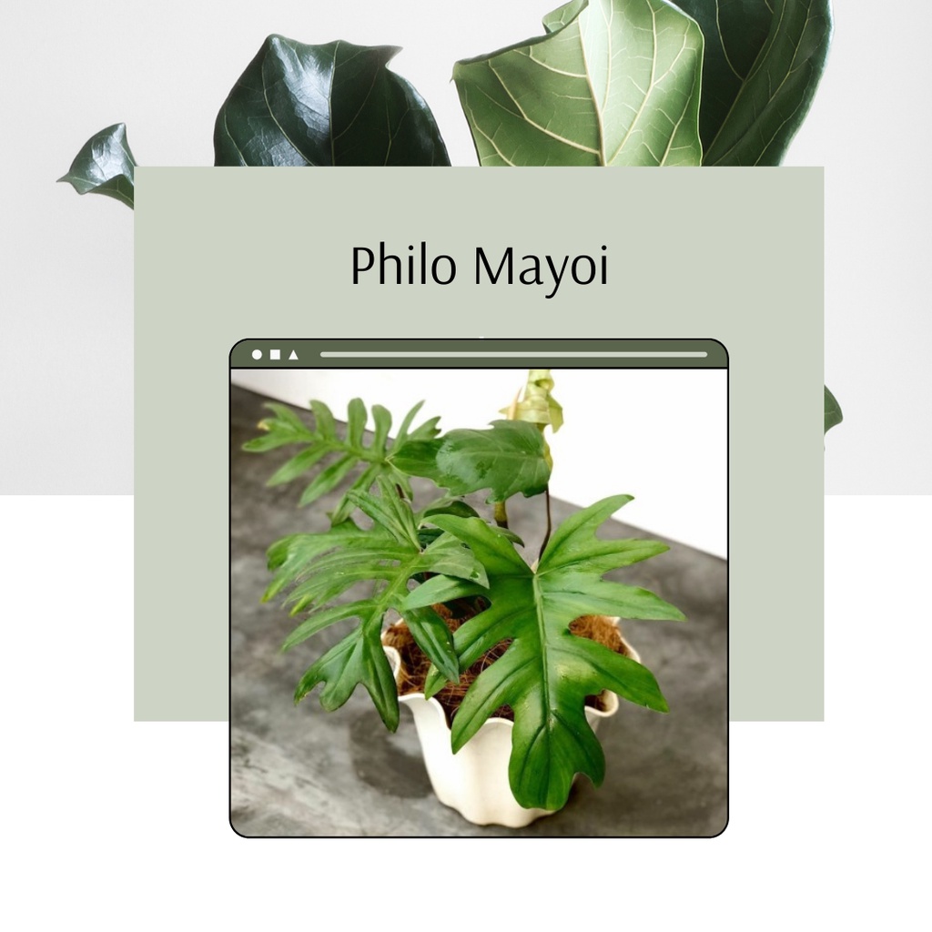 Jual Tanaman Hias Philodendron Mayoi Tanaman Philo Mayoi Philo Merpati ...