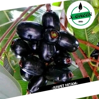 Jual Buah Juet Terlengkap & Harga Terbaru Juni 2024 | Shopee Indonesia