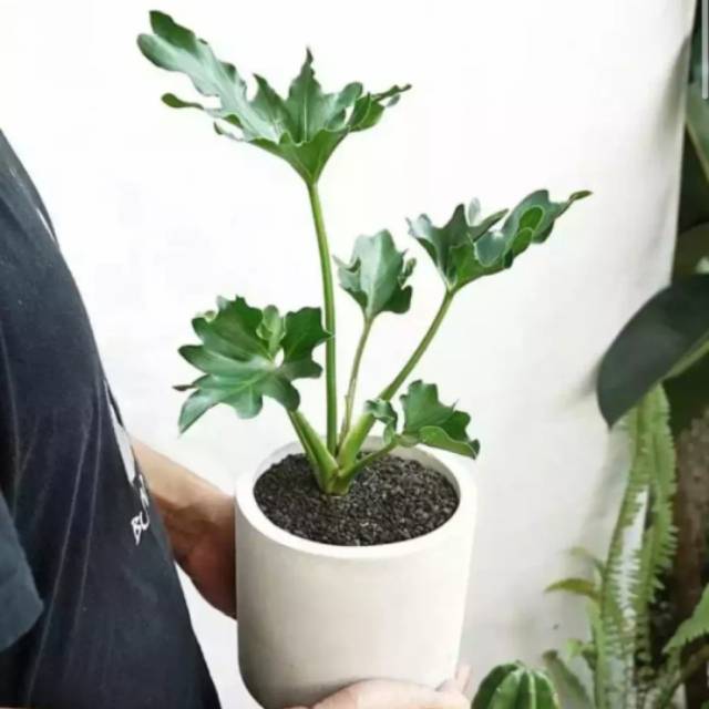 Jual Tanaman Hias Monstera Jari / Tanaman Hias / Philo Jari | Shopee ...