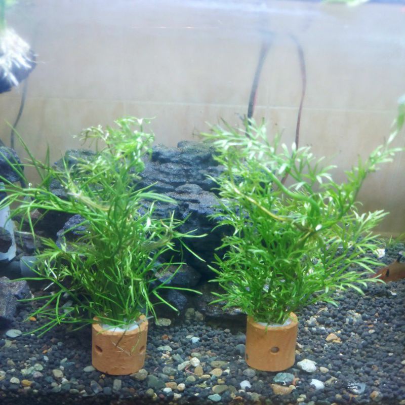 Jual Tanaman Aquascape Water Sprite Low Co2 ( Beserta Pot ) | Shopee ...