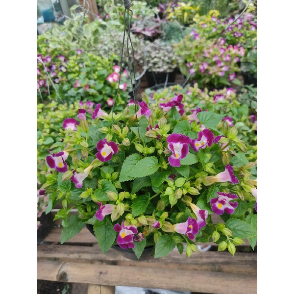 Jual Tanaman Hias Bunga peronia | Peronia unggu dan pink include pot ...