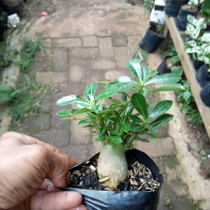 Jual BONSAI ADENIUM ARABICUM-bibit tanaman bonsai adenium arabicum ...