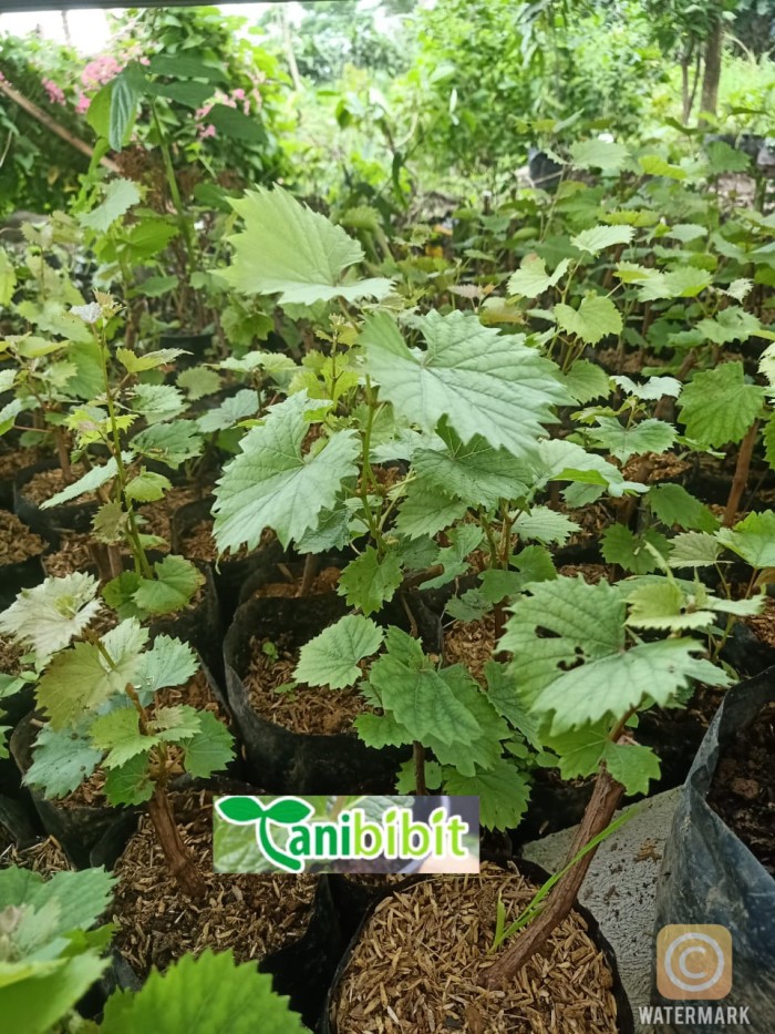 Jual Bibit Anggur Merah - Pohon Anggur red master - Tanaman cepat ...