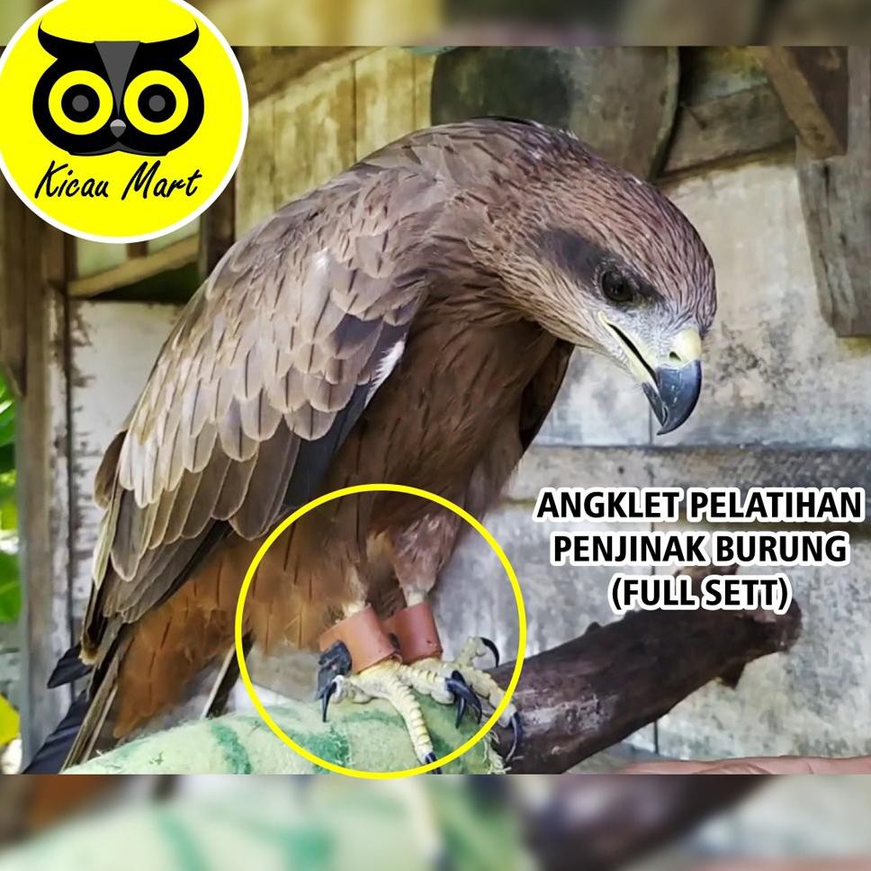 Jual ^ Fitur utama ^ ANKLET ANGKLET CELEPUK LARGE TALI KAKI BURUNG TYTO ...