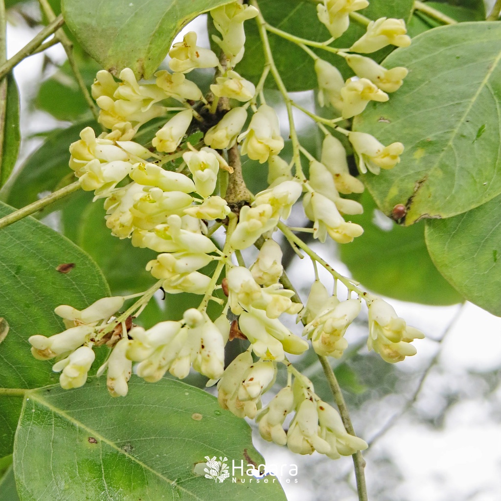 Jual Dalbergia latifolia - Sonokeling - pohon instan/instant tree ...