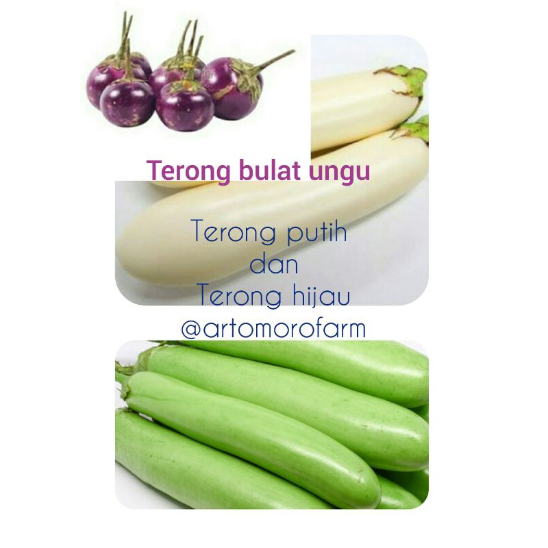 Jual Terong ungu bulet, terong ijo dan putih | Shopee Indonesia