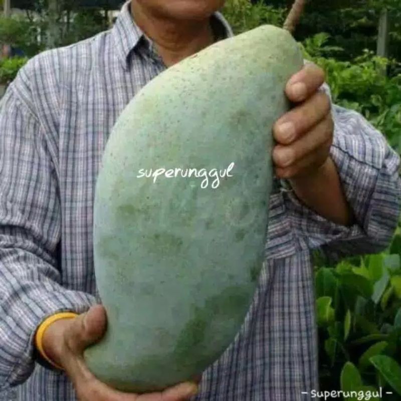 Jual 1bibit mangga red ivory | Shopee Indonesia