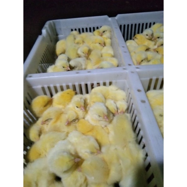 Jual doc broiler | Shopee Indonesia