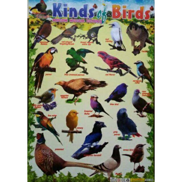 Jual POSTER EDUKASI MACAM MACAM BURUNG[ KINDS OF BIRDS] | Shopee Indonesia
